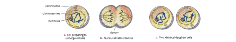 KSEEB Class 9 SSLC Biology Chapter 1 The Fundamental Unit Of Life Notes ...