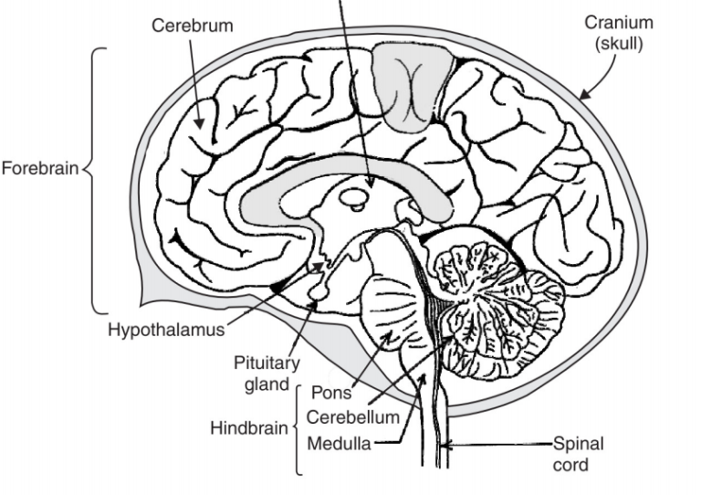 KSEEB Class 10 SSLC Biology Chapter 2 Control and Coordination Notes ...