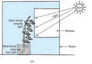KSEEB Class 10 SSLC Biology Chapter 2 Control and Coordination Notes ...