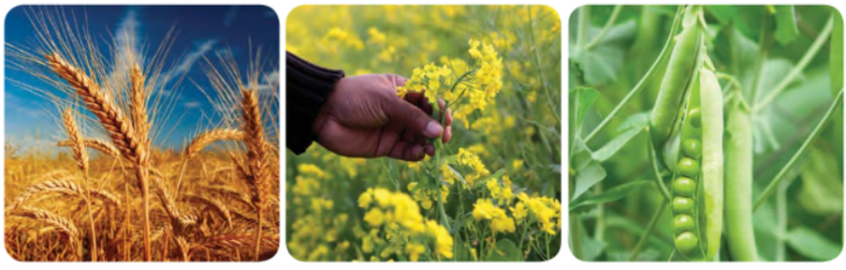 KSEEB Solutions for Class 8 Biology Chapter 10 Food Production Notes ...