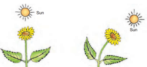 KSEEB Class 10 SSLC Biology Chapter 1 Life Processes Notes – Learn KSEEB