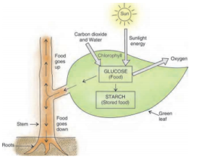 KSEEB Class 10 SSLC Biology Chapter 1 Life Processes Notes – Learn KSEEB