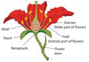 KSEEB Class 8 SSLC Biology Chapter 2 Reproduction in Plants Notes ...