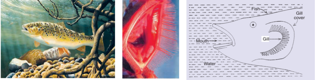 KSEEB Class 10 SSLC Biology Chapter 1 Life Processes Notes – Learn KSEEB