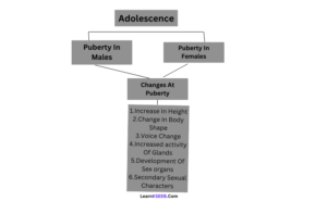KSEEB Solutions For Class 8 Science Chapter 13 Reaching The Age of ...